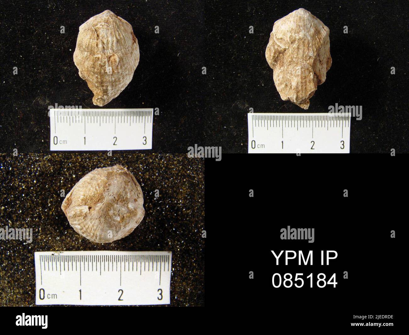 Atrypa reticularis Linnaeus, 1767 Stock Photo - Alamy