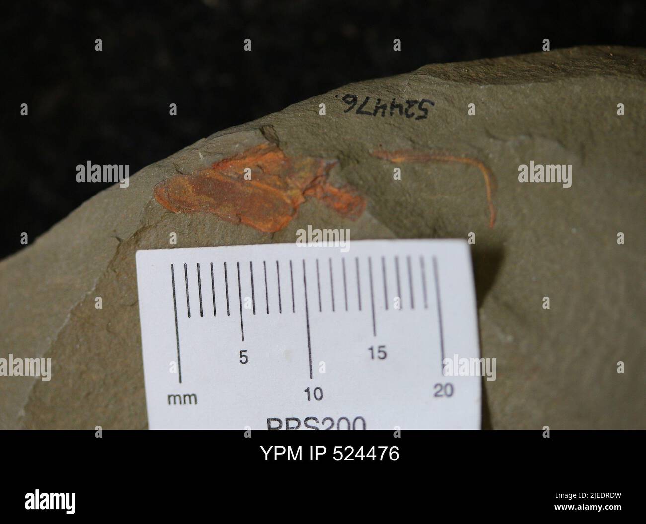 Genus cornuta hi-res stock photography and images - Alamy