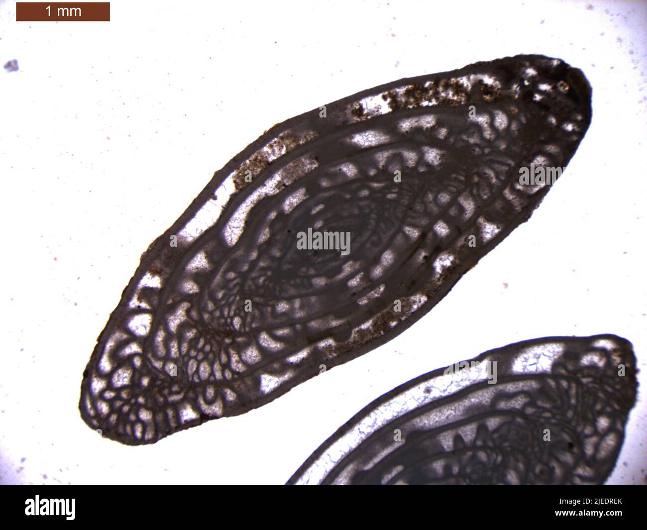 Syntype protista hi-res stock photography and images - Alamy