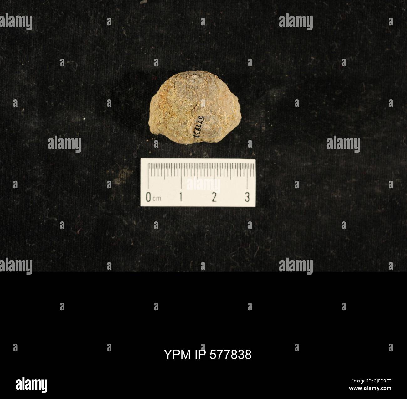 1868 animalia hi-res stock photography and images - Alamy