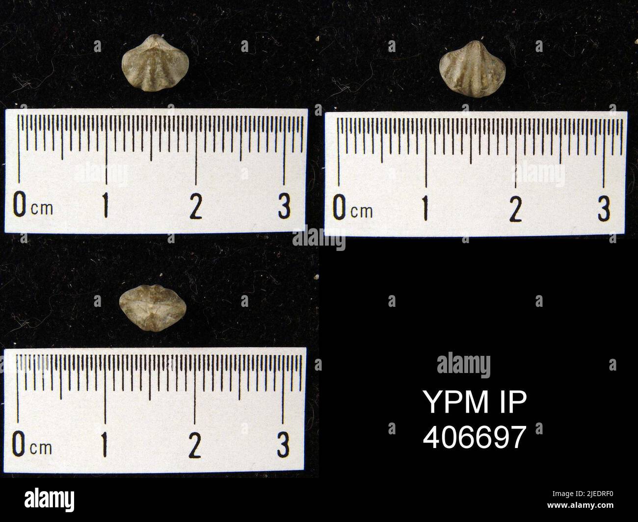 1826 animalia hi-res stock photography and images - Alamy