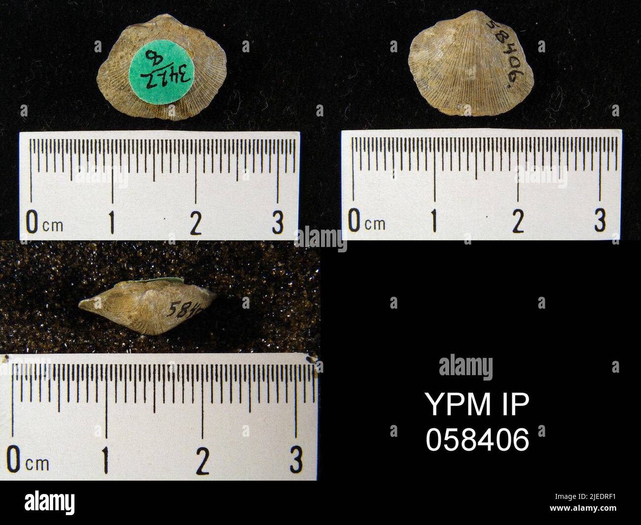 Dalmanella subcarinata Hall, 1857 Stock Photo - Alamy