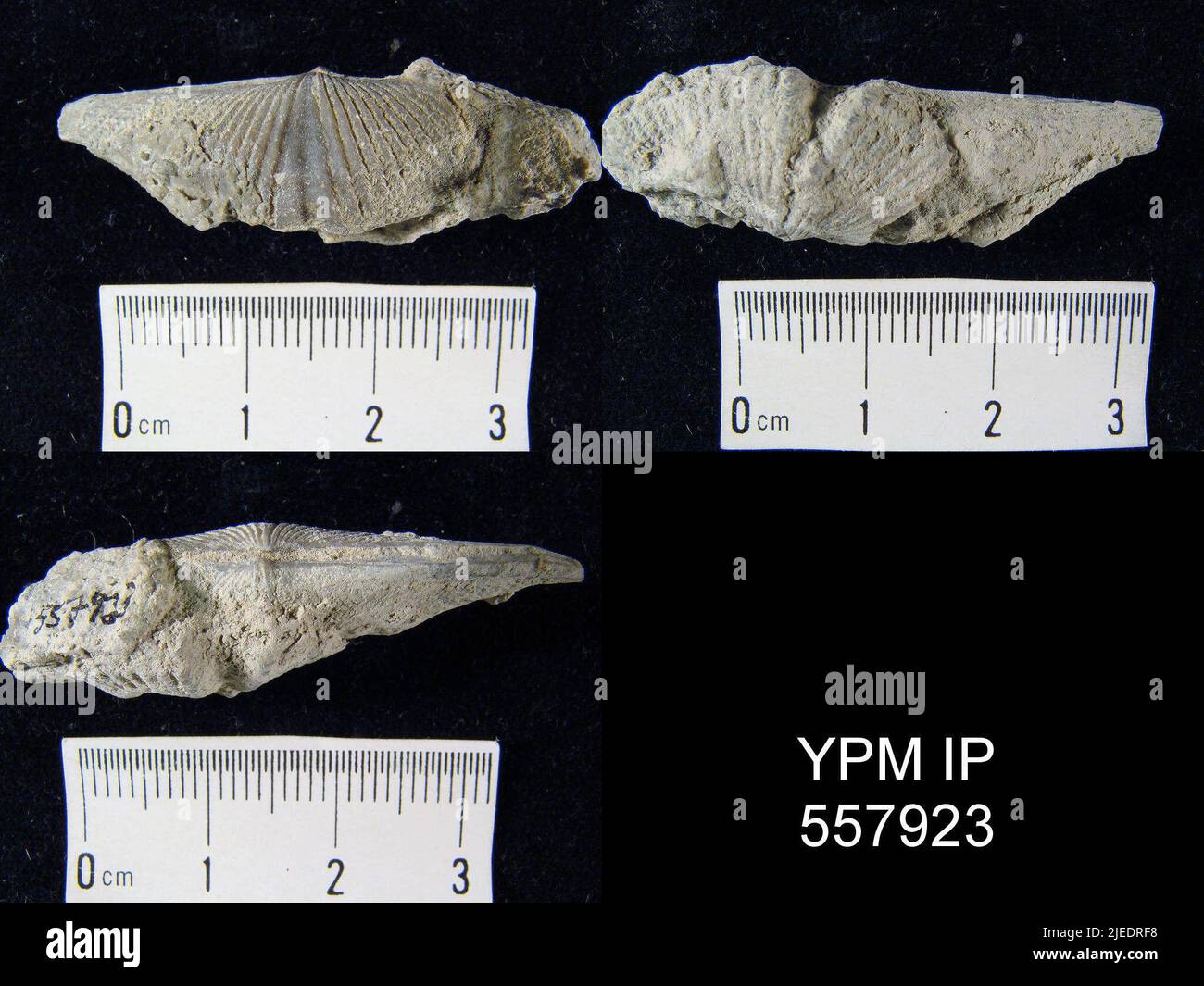 Mucrospirifer sp hi-res stock photography and images - Alamy