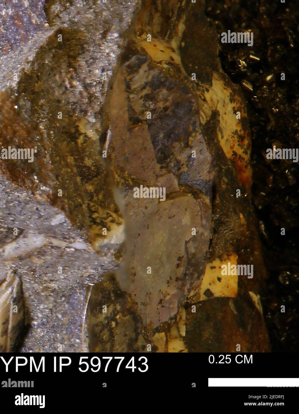 Ammonoidea animalia hi-res stock photography and images - Alamy