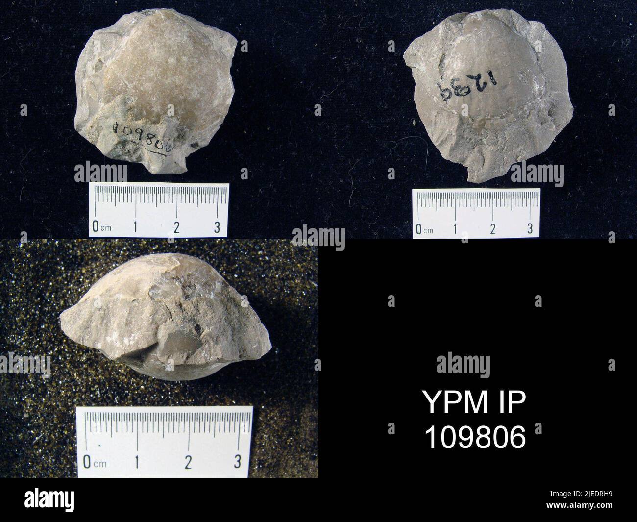 Salteri hi-res stock photography and images - Alamy