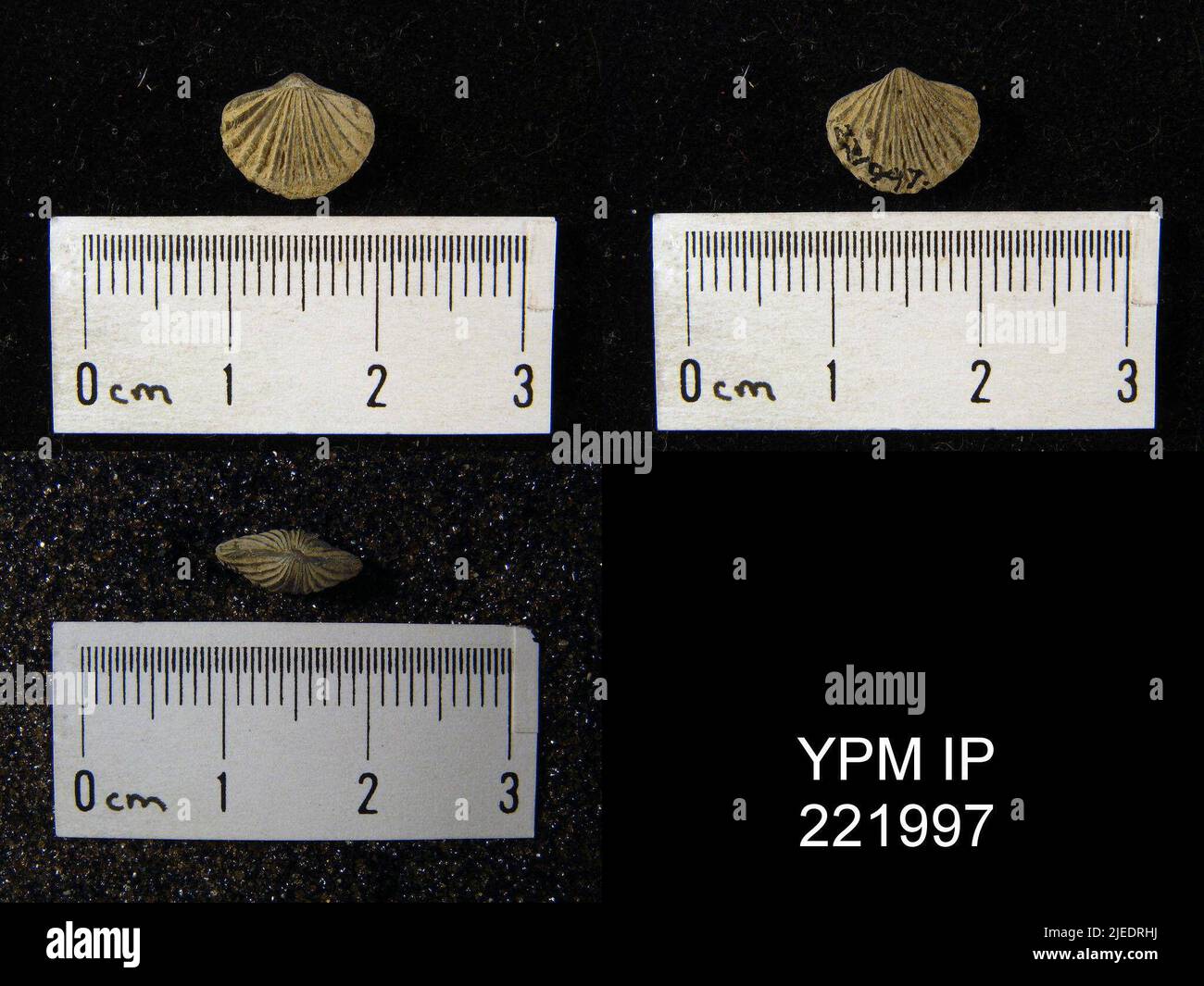 Trematospira camura hall hi-res stock photography and images - Alamy