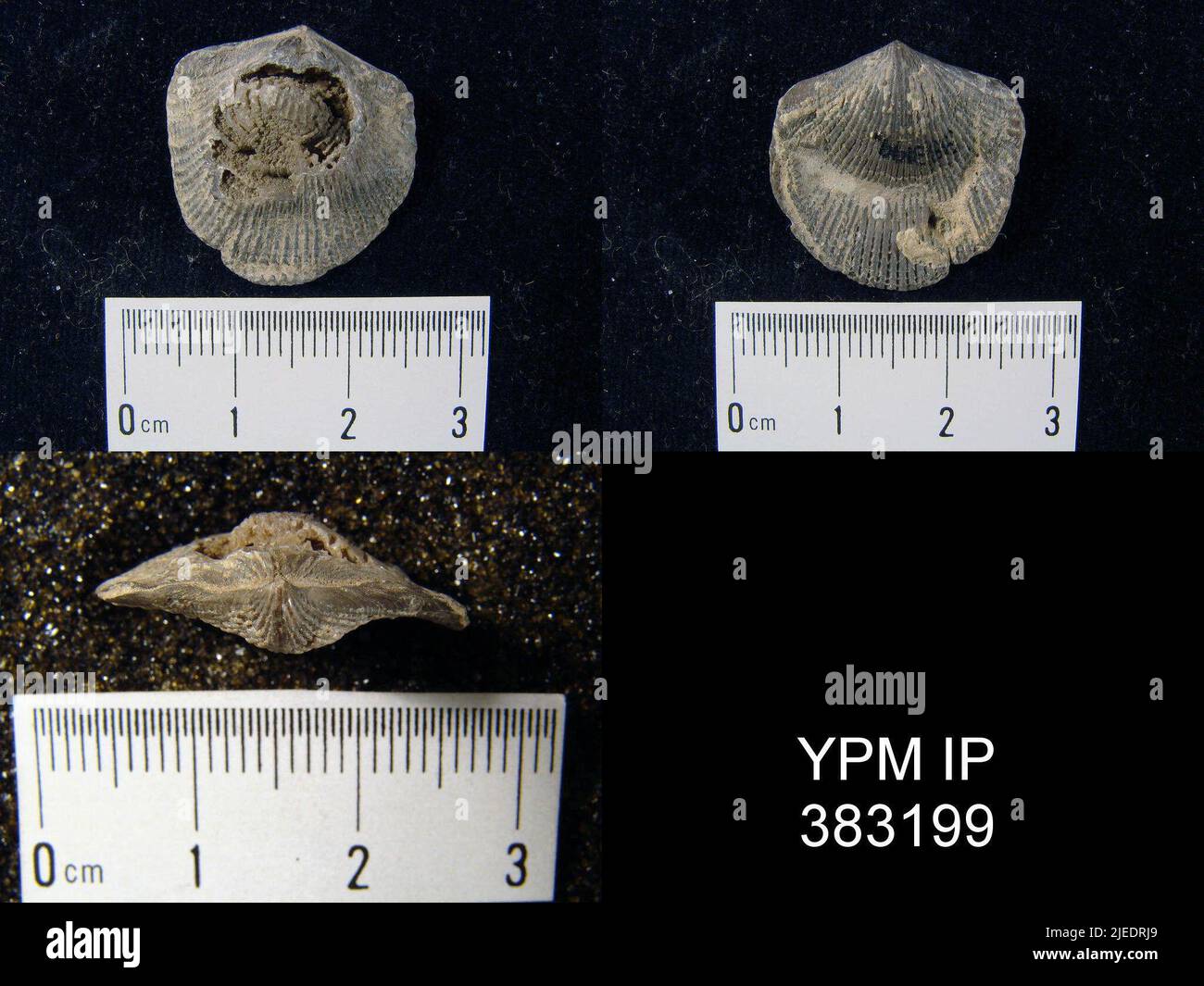 Atrypa sp animalia hi-res stock photography and images - Alamy