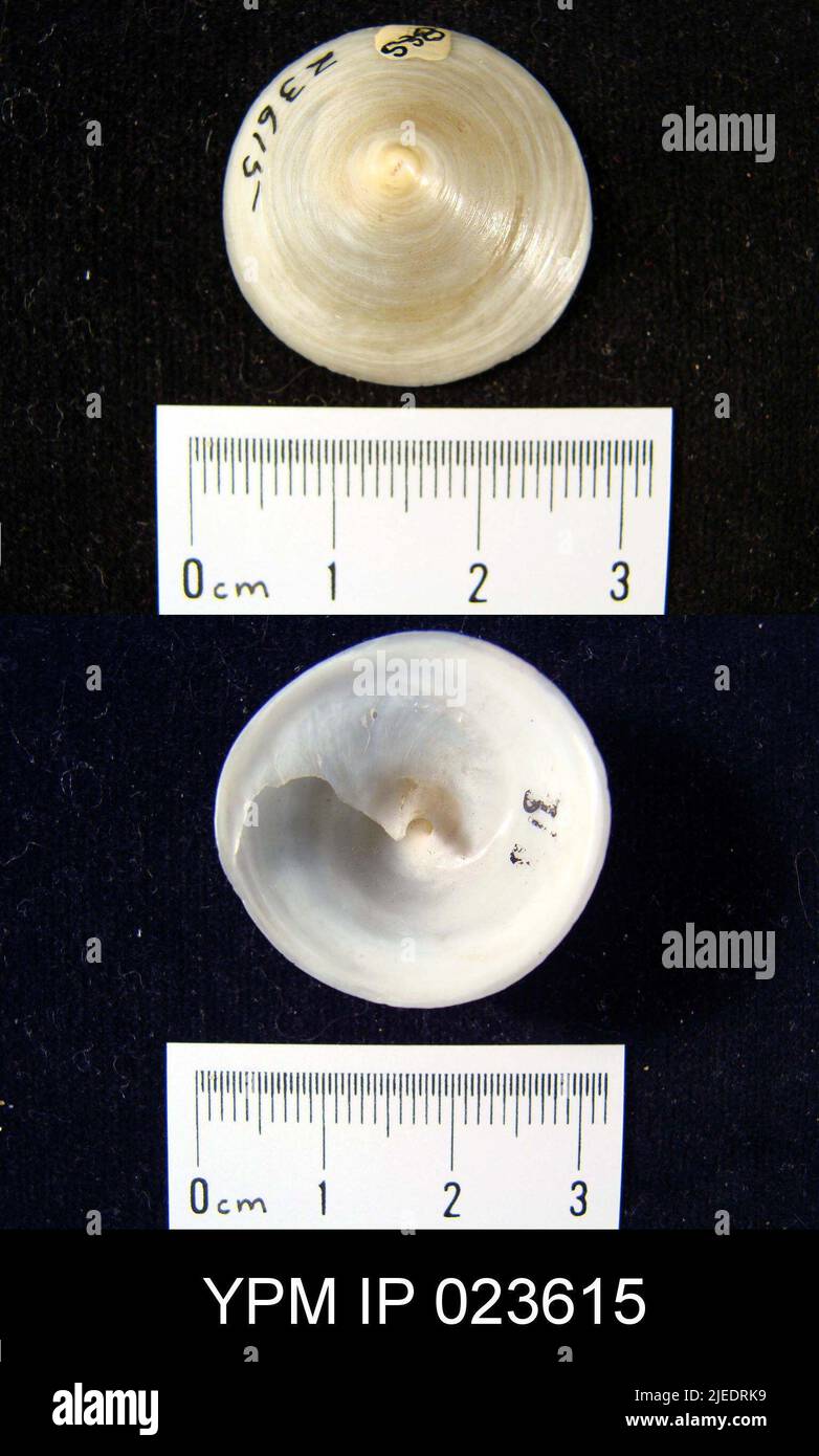 Calyptraea hi-res stock photography and images - Alamy