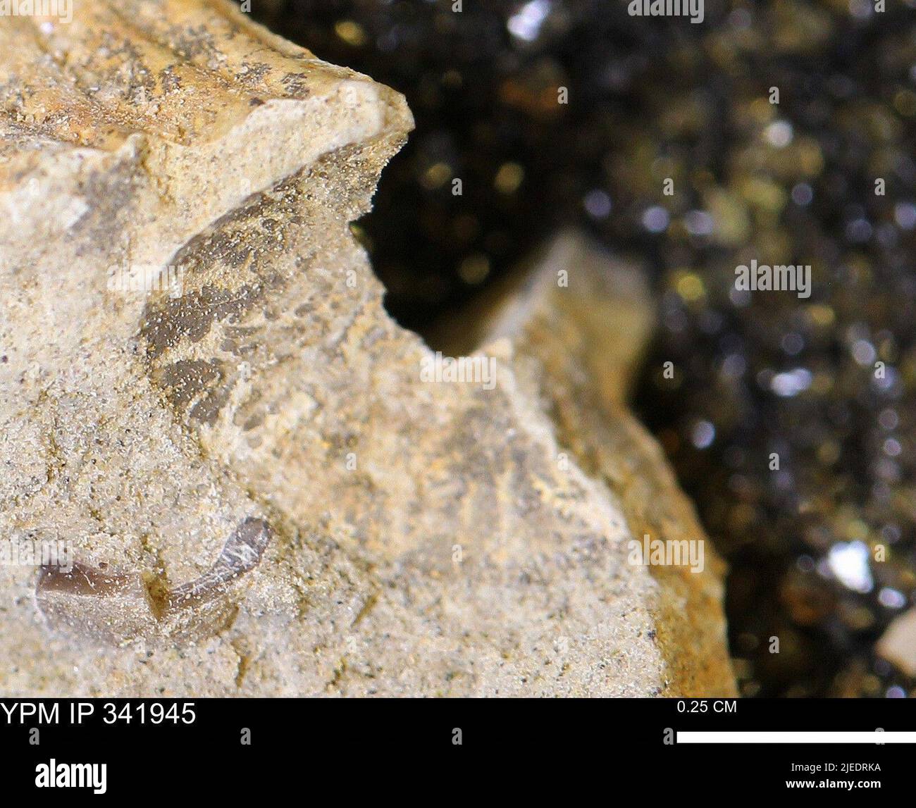 Mollusc species hi-res stock photography and images - Alamy