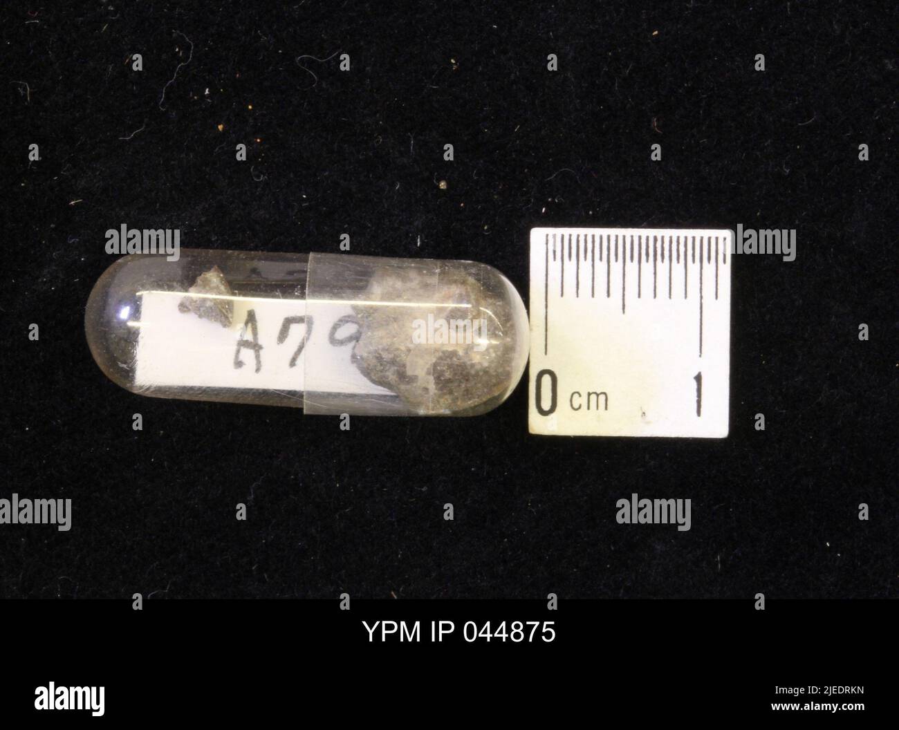 Sphenodiscus lenticularis owen animalia hi-res stock photography and ...