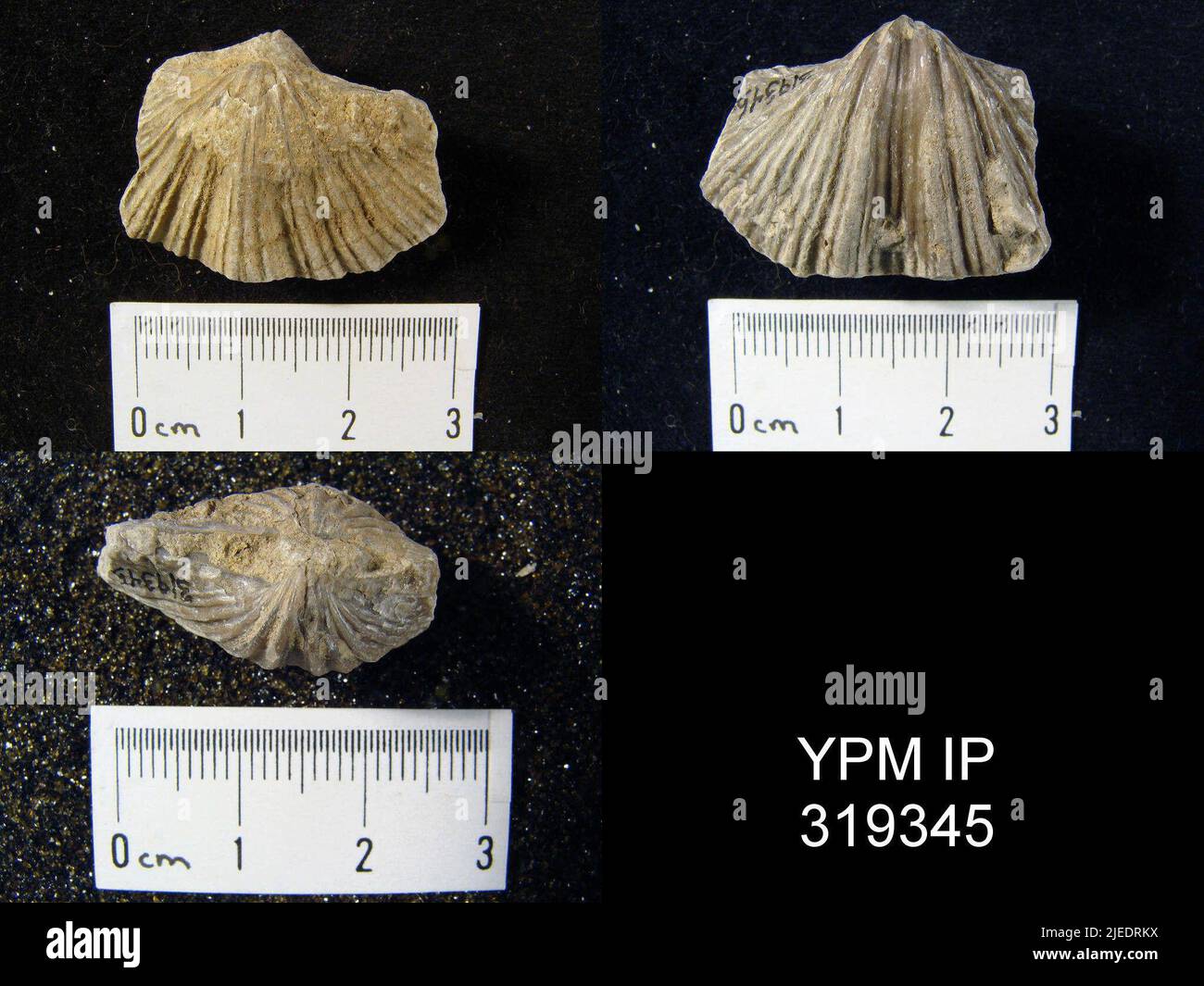 Neospirifer cameratus Morton Stock Photo - Alamy