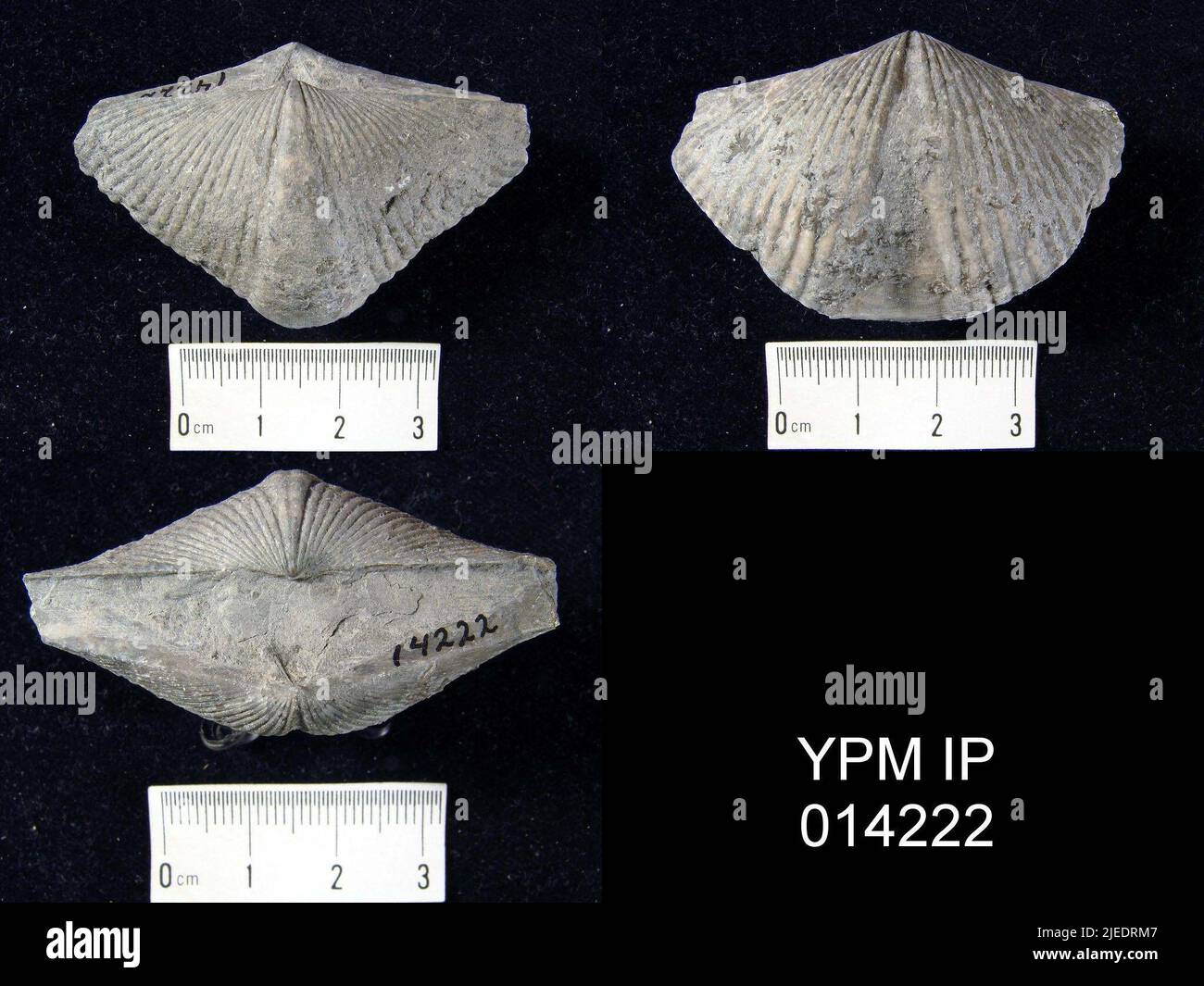 1844 animalia hi-res stock photography and images - Alamy