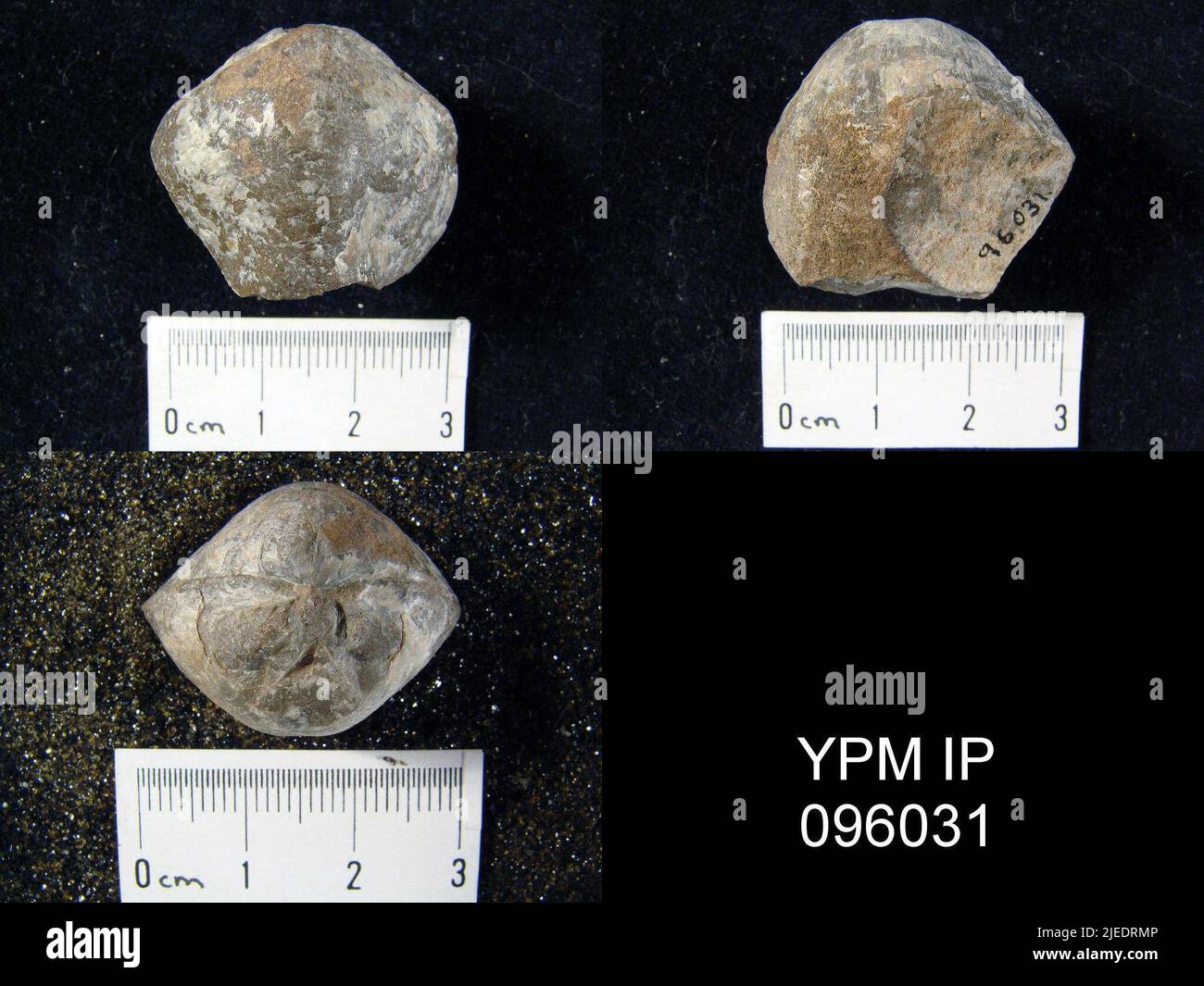 Meristina maria hall hi-res stock photography and images - Alamy