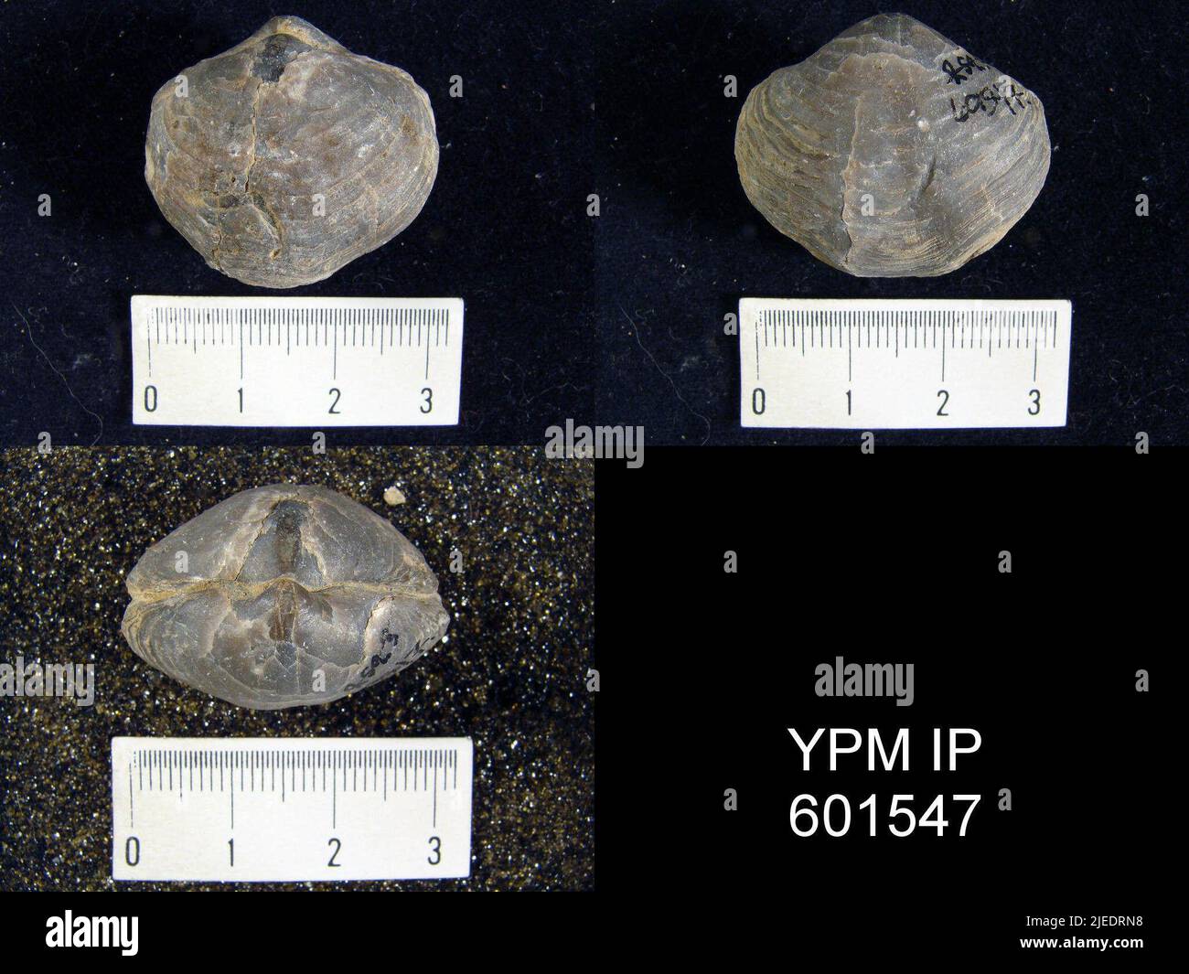 Terebratula Fossil