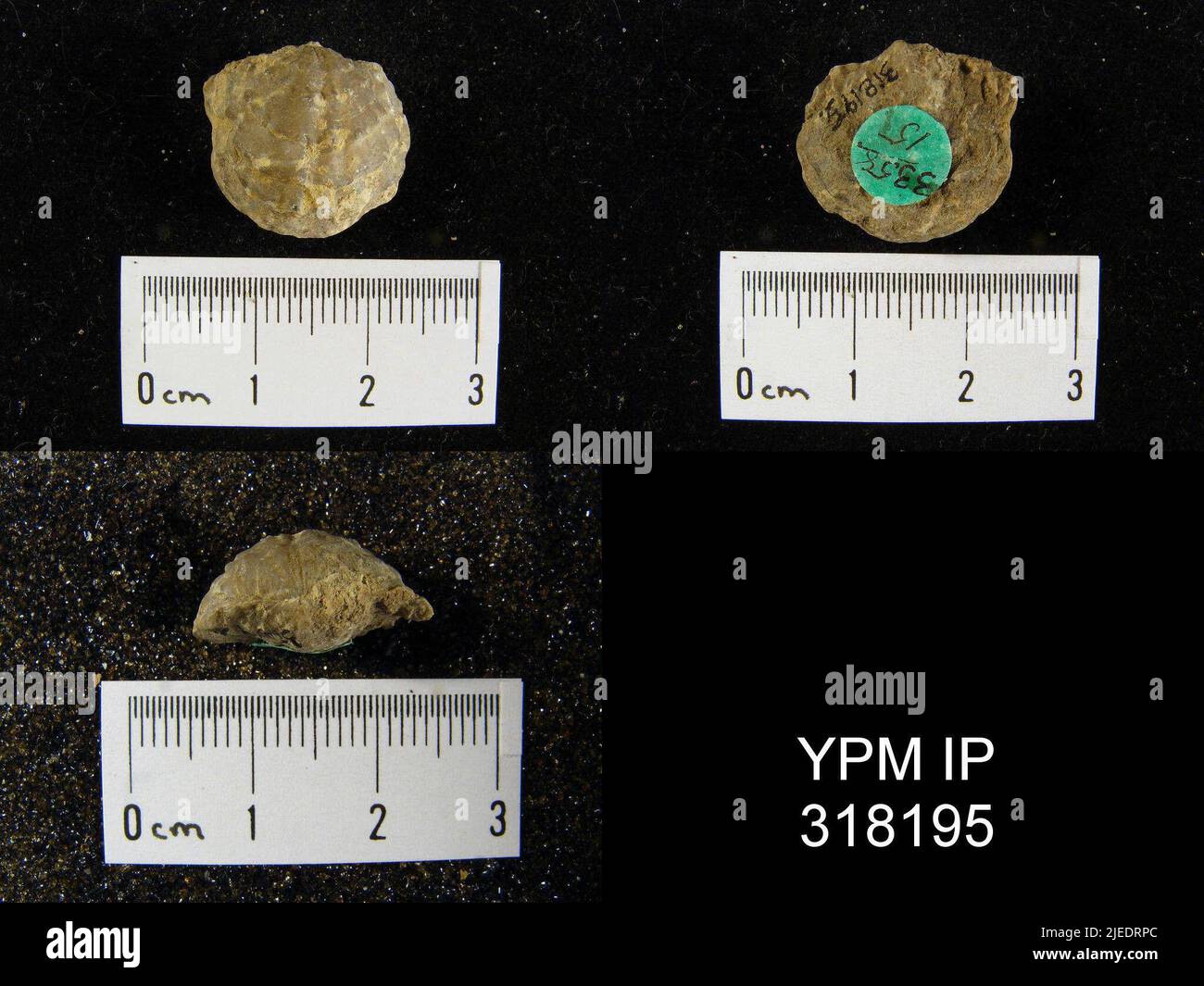 Atrypa hystrix occidentalis hall hi-res stock photography and images ...