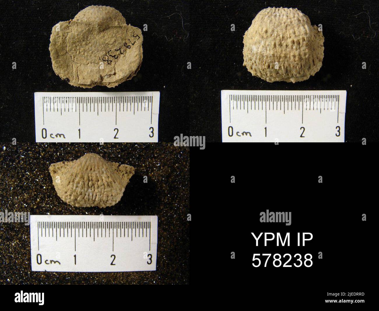 Pustula nebrascensis owen animalia hi-res stock photography and images ...