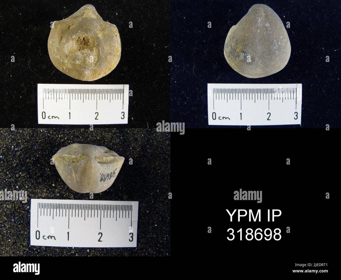 Spirifer hungerfordi animalia hi-res stock photography and images - Alamy