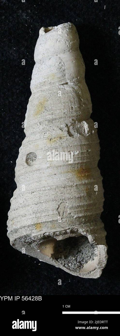 Turritella sp animalia hi-res stock photography and images - Alamy