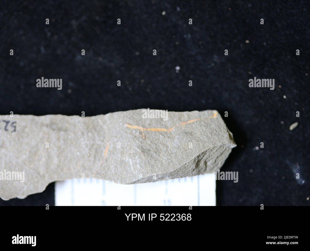 Ichnofossil in hi-res stock photography and images - Alamy