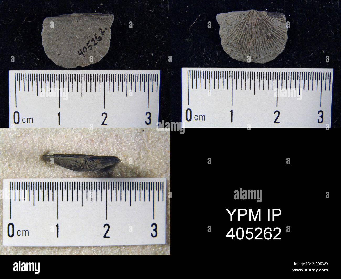 Flattened bivalves hi-res stock photography and images - Alamy