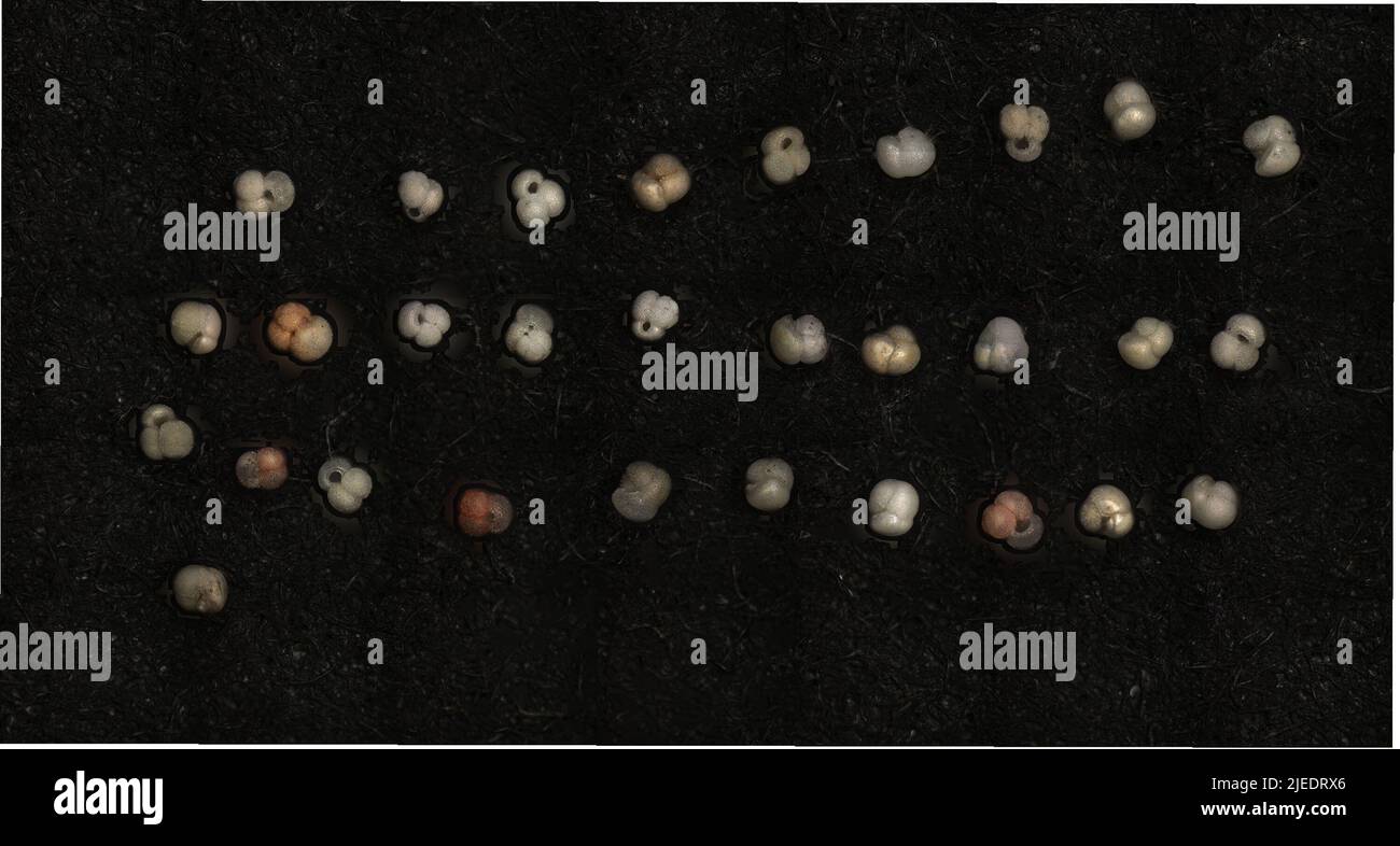 Foraminifera protista hi-res stock photography and images - Alamy