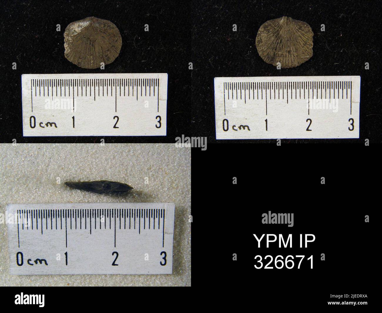 1892 animalia hi-res stock photography and images - Alamy