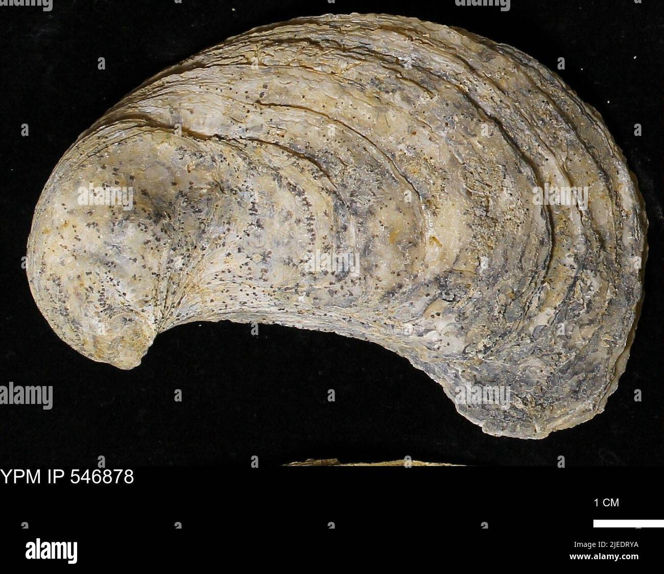 Ostrea virginiana Lister Stock Photo - Alamy