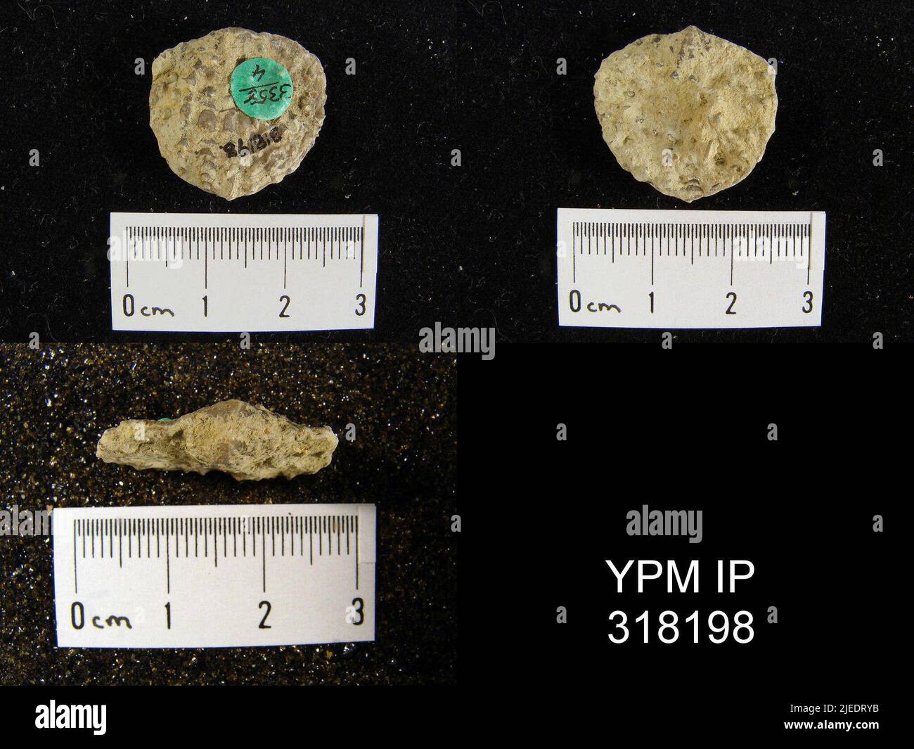 Atrypa hystrix occidentalis hall hi-res stock photography and images ...