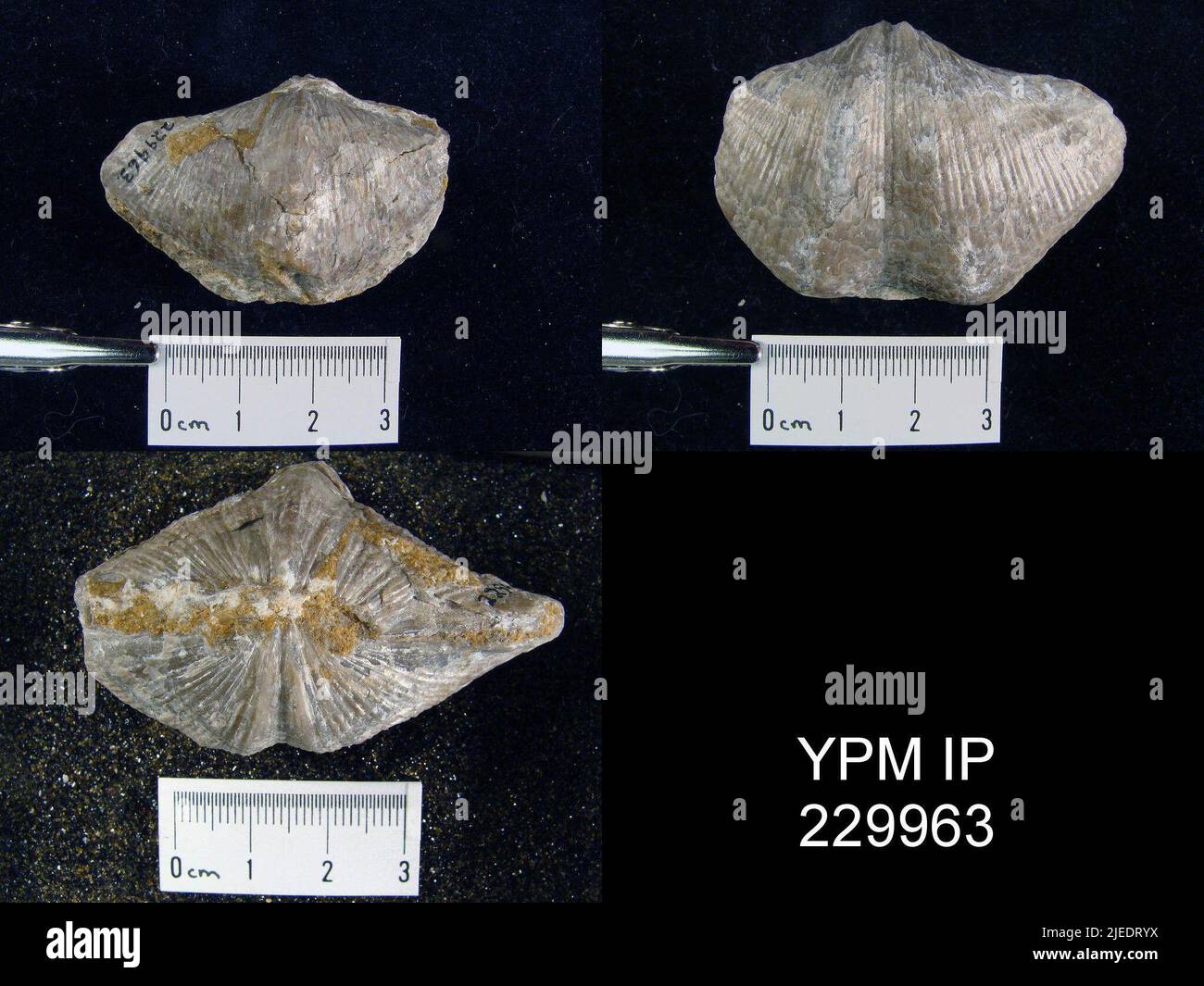 Neospirifer sp animalia hi-res stock photography and images - Alamy