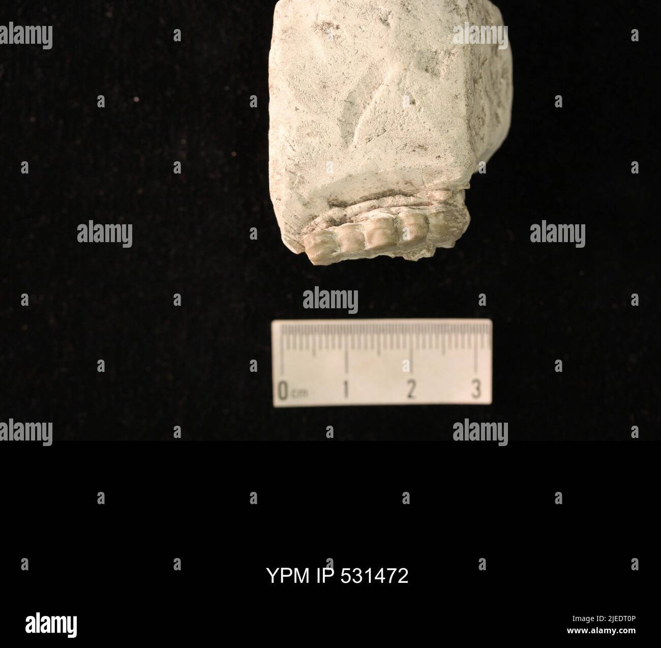 Goniaster hi-res stock photography and images - Alamy