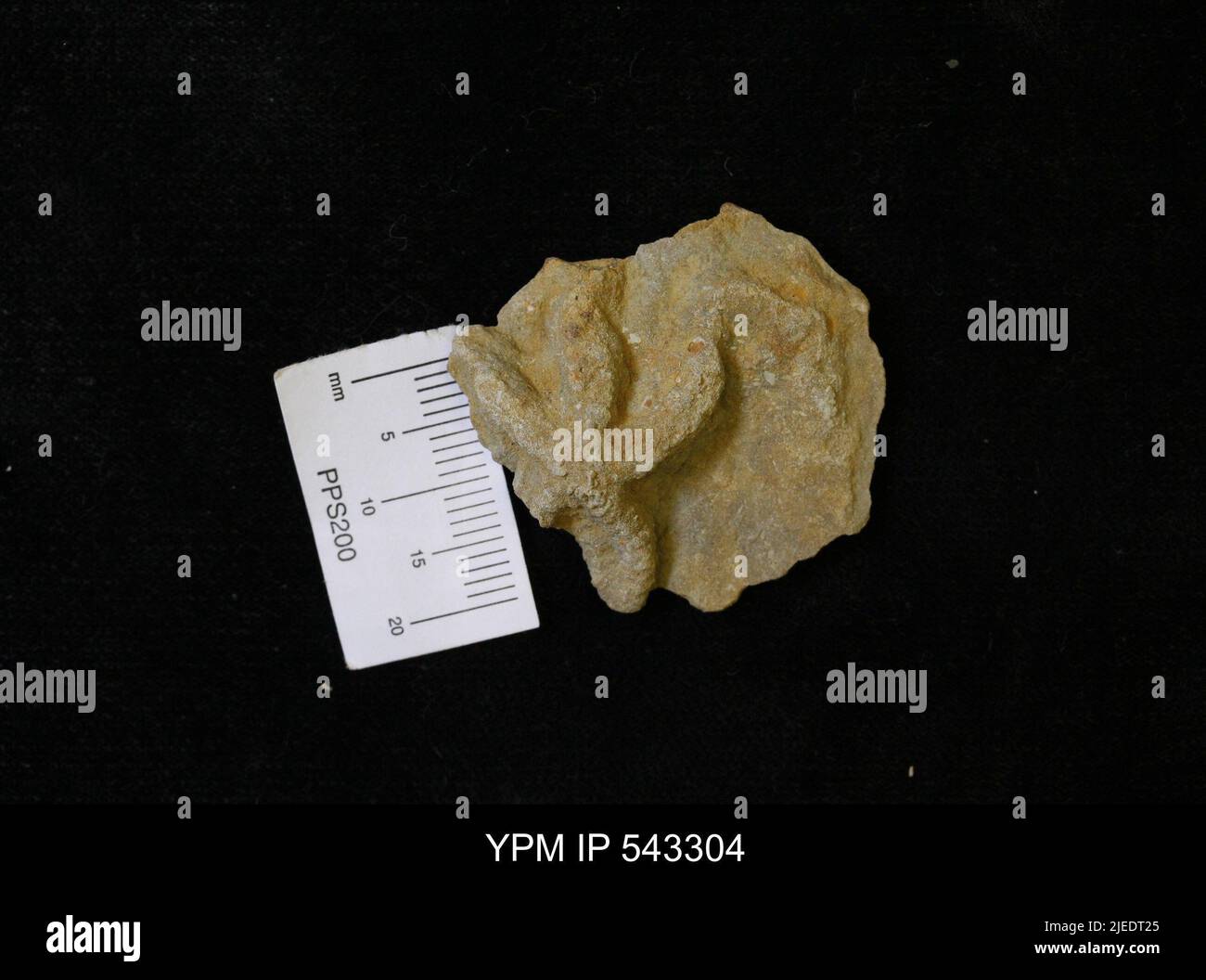 Ichnofossil invertebrate ichno hi-res stock photography and images - Alamy