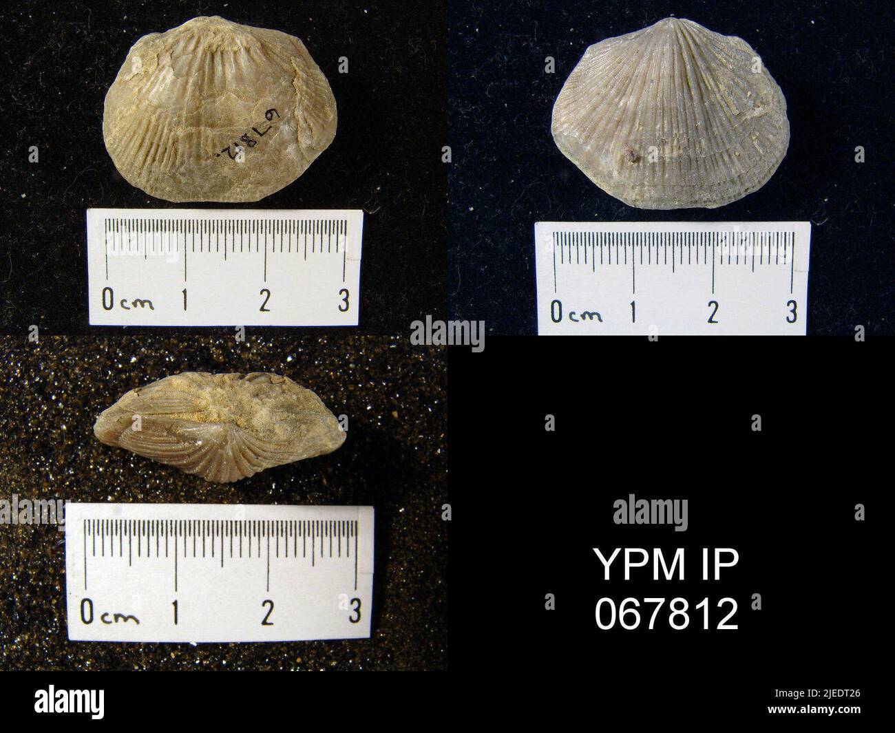 Orthostrophia strophomenoides (Hall Stock Photo - Alamy