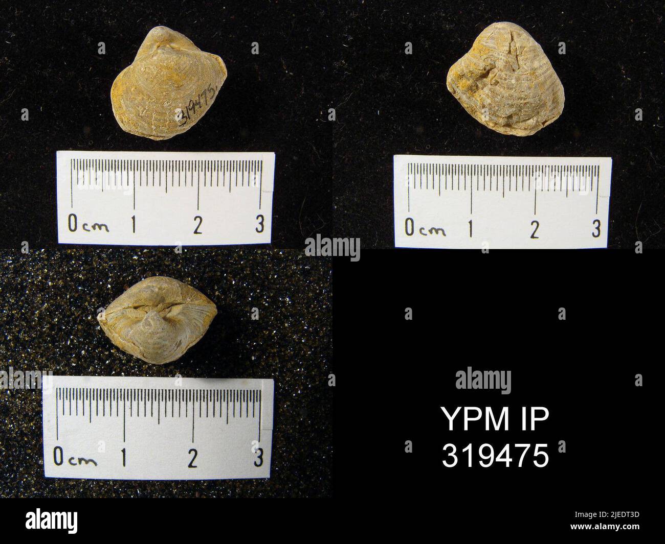 Squamularia perplexa (McChesney Stock Photo - Alamy