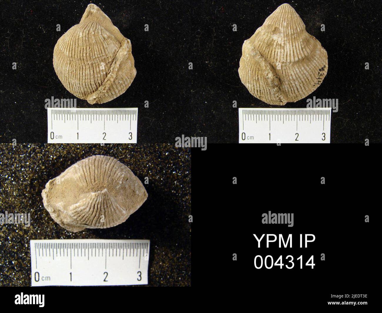 Uncites gryphus schlotheim animalia hi-res stock photography and images ...