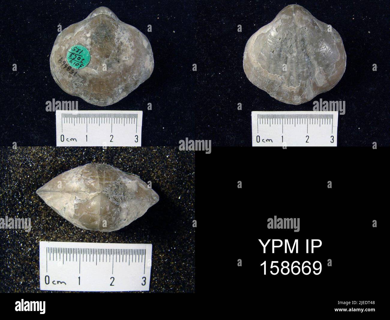 Pentamerus oblongus (Sowerby Stock Photo - Alamy