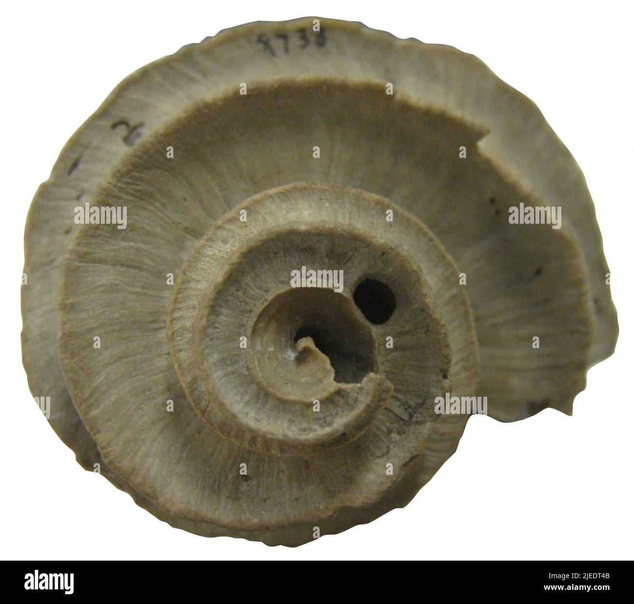 Ecphora gardnerae hi-res stock photography and images - Alamy