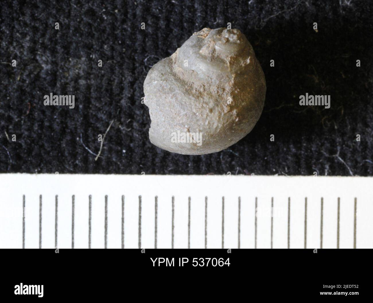 Viviparus montanaensis Stanton Stock Photo - Alamy