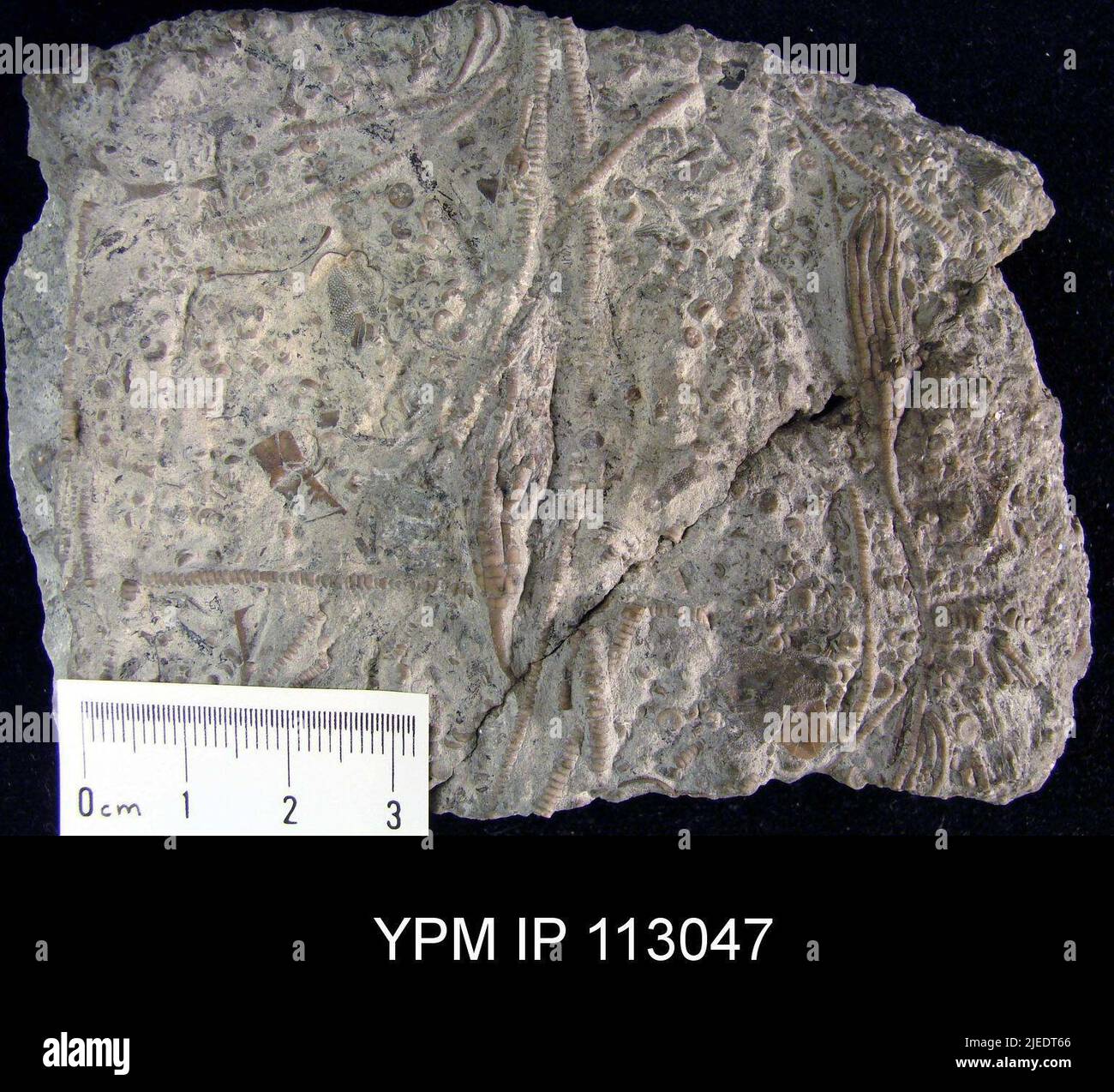 Ectenocrinus grandis meek animalia hi-res stock photography and images ...