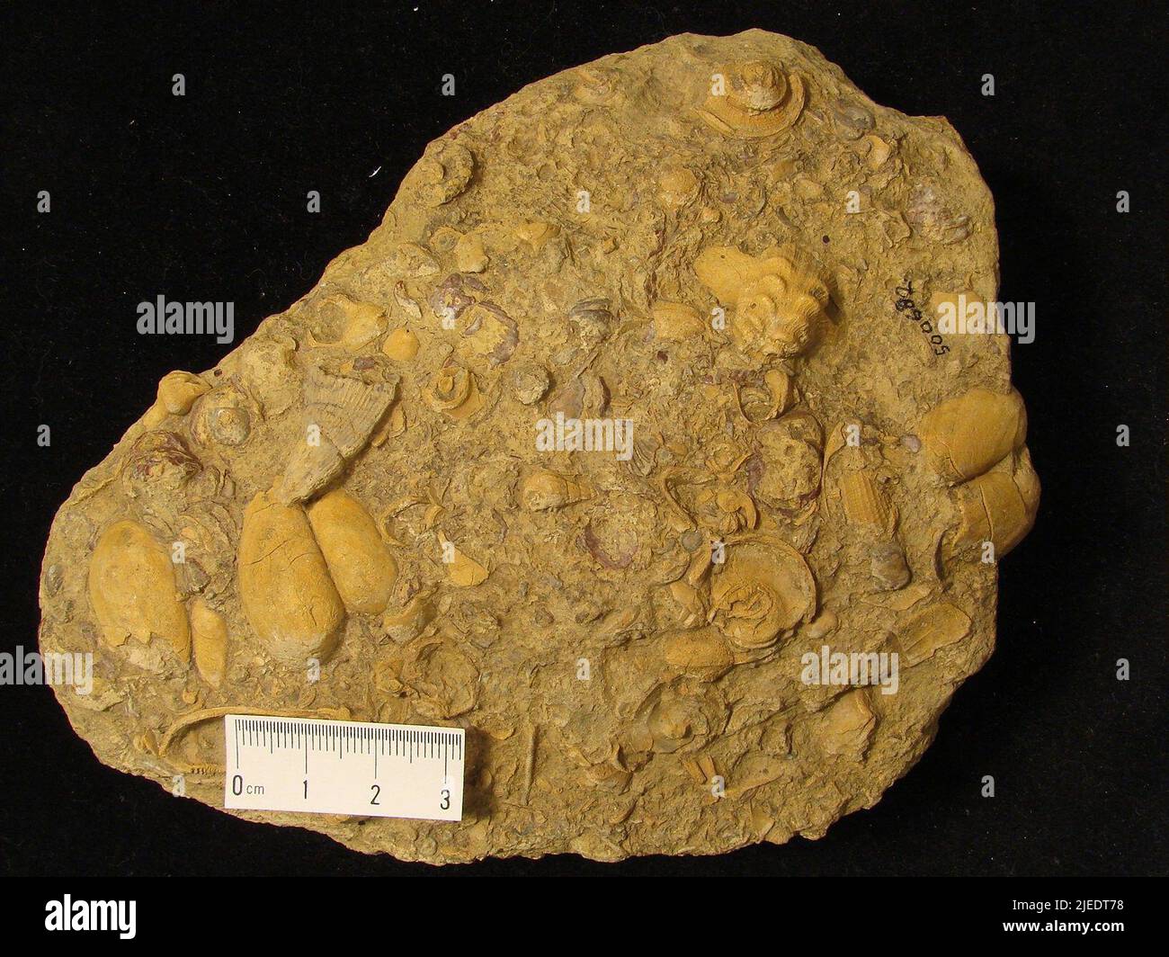 Knightites; Nuculolopsis sp. Worthenia sp., Lophophyllidium sp ...