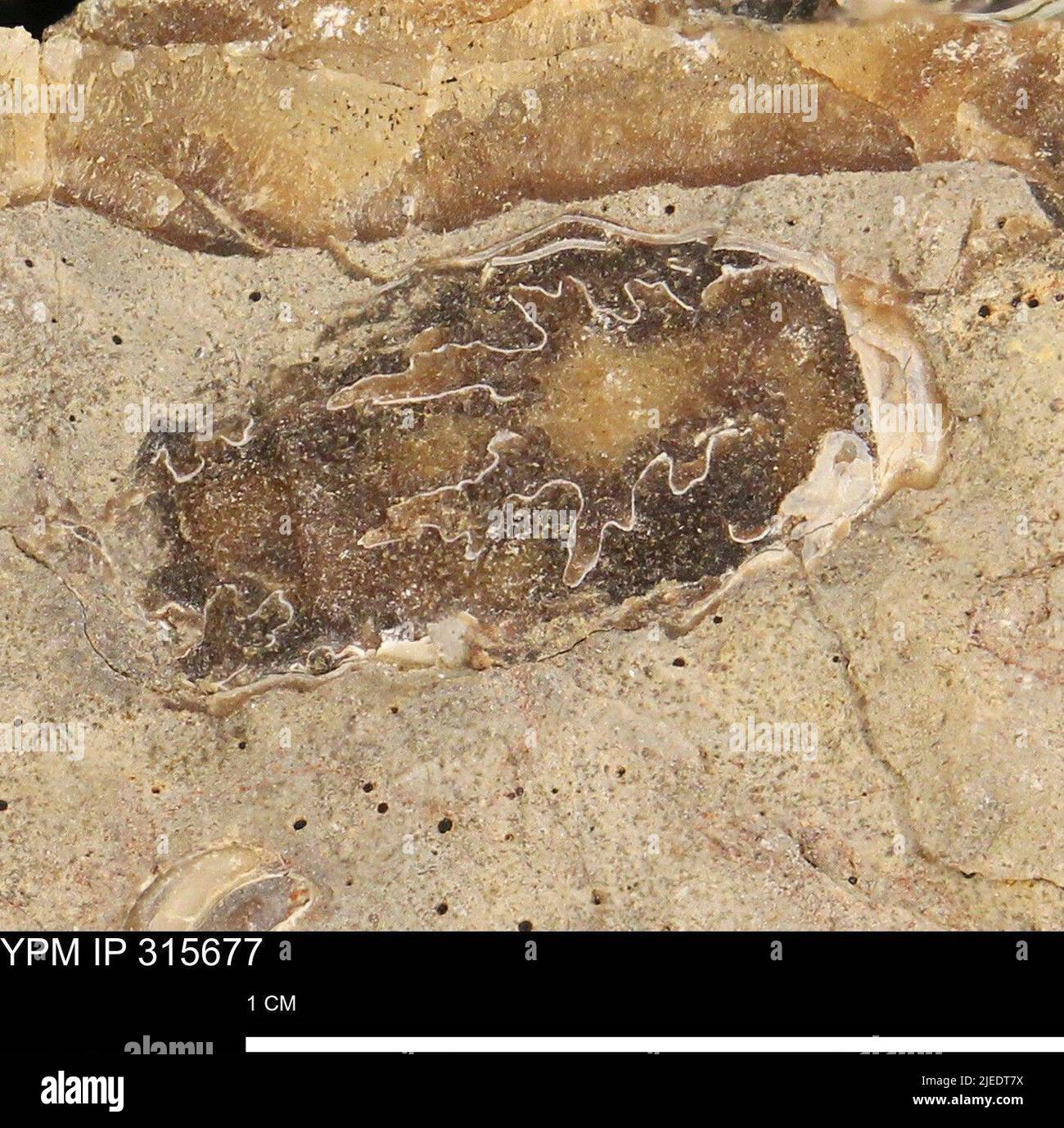 Baculites eliasi Cobban Stock Photo - Alamy