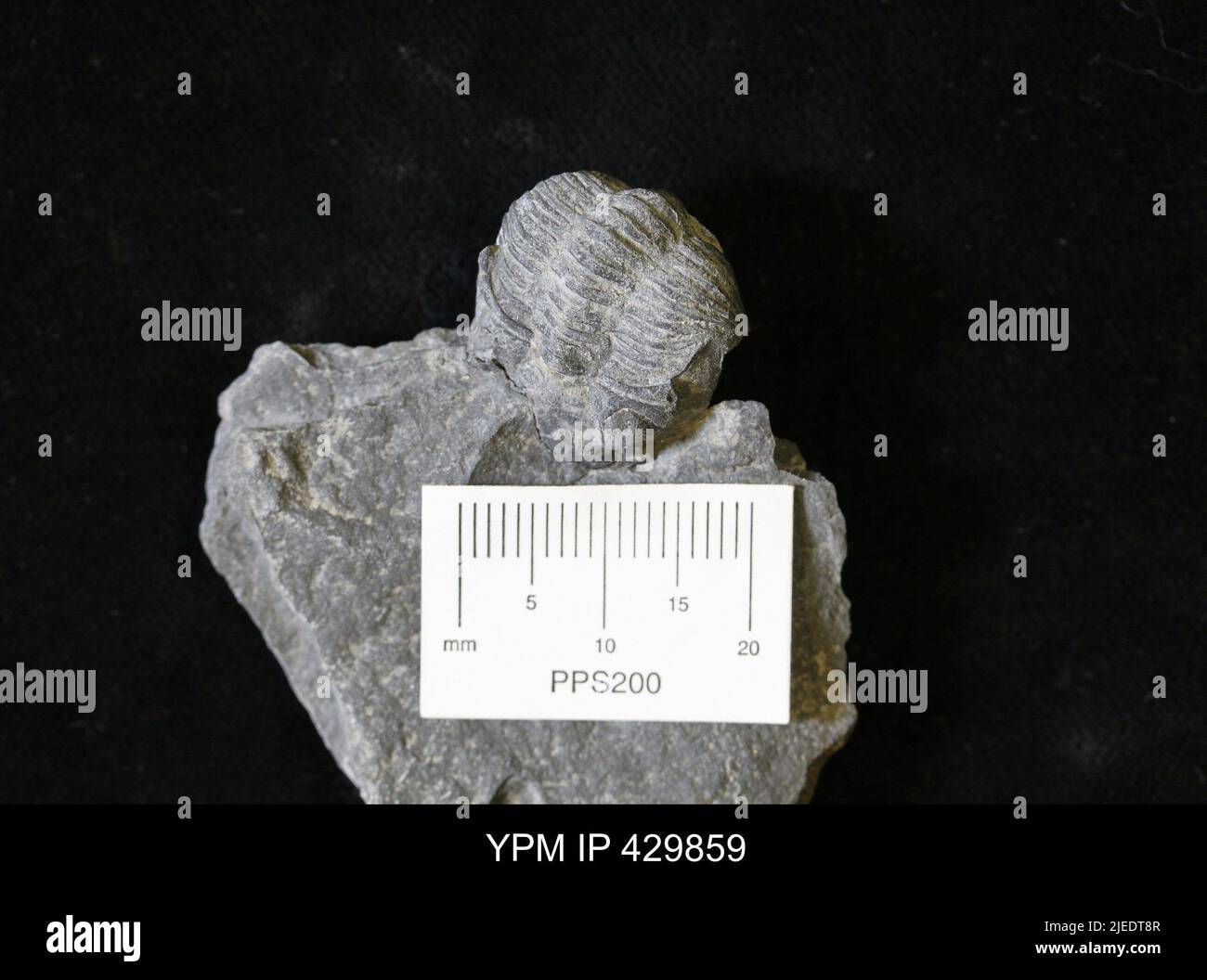 Boothi hi-res stock photography and images - Alamy