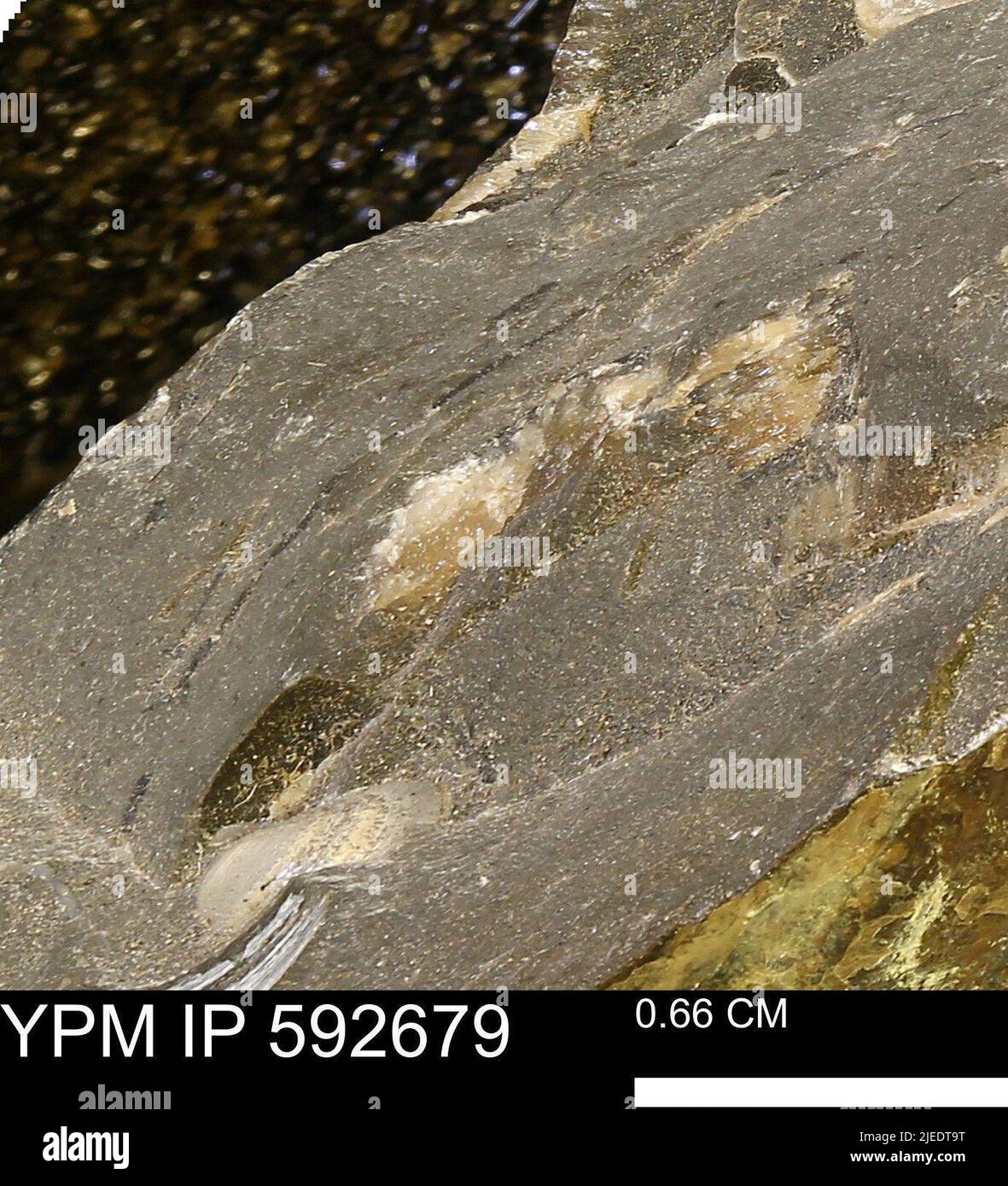 Undet bivalvia animalia hi-res stock photography and images - Alamy