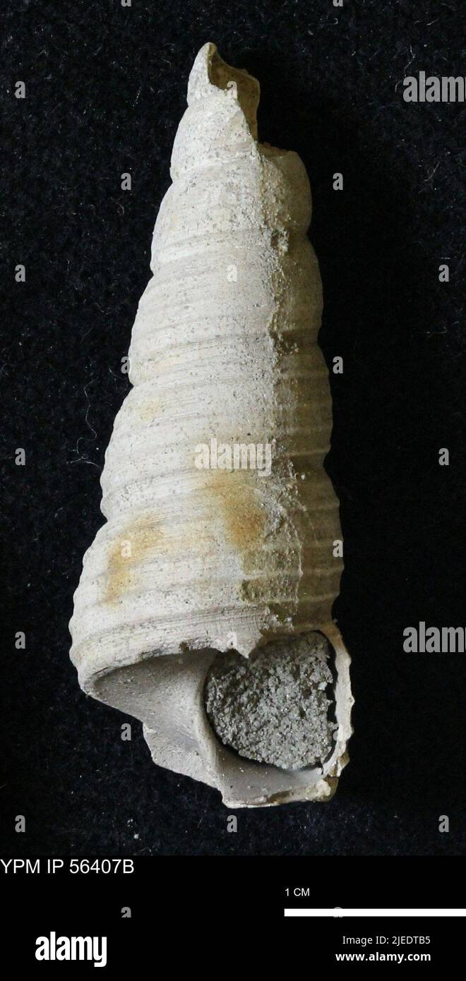 Turritella vertebroides Morton Stock Photo - Alamy