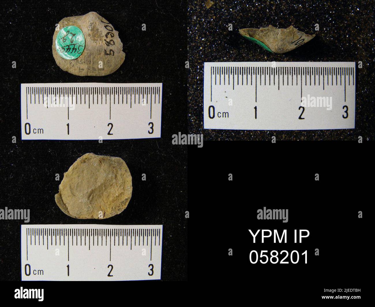 Dalmanella perelegans hall hi-res stock photography and images - Alamy