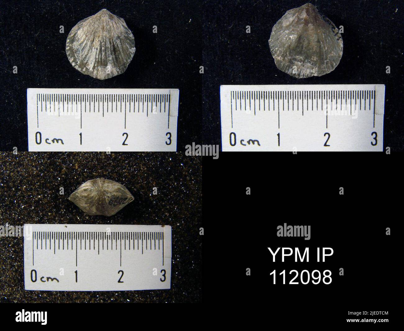Atrypa marginalis dalman hi-res stock photography and images - Alamy