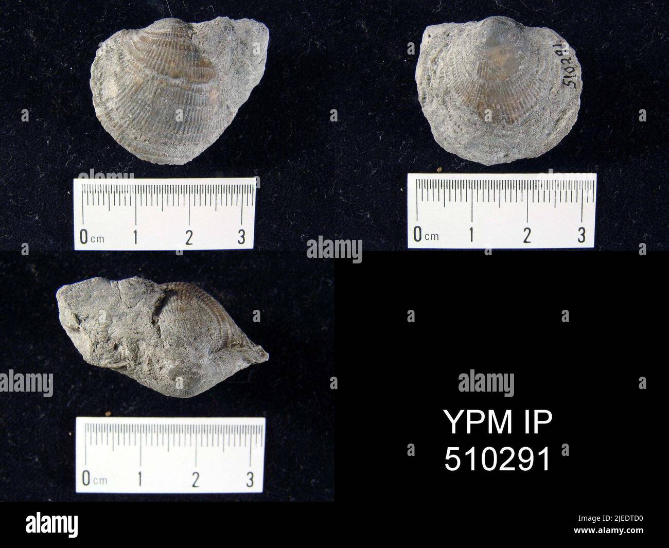 Atrypa sp animalia hi-res stock photography and images - Alamy