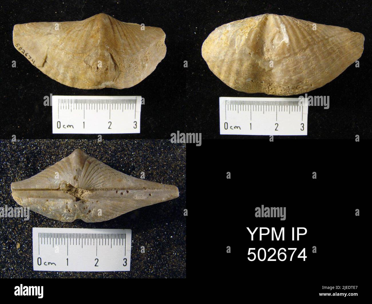 Spirifer macrothyris hall hi-res stock photography and images - Alamy