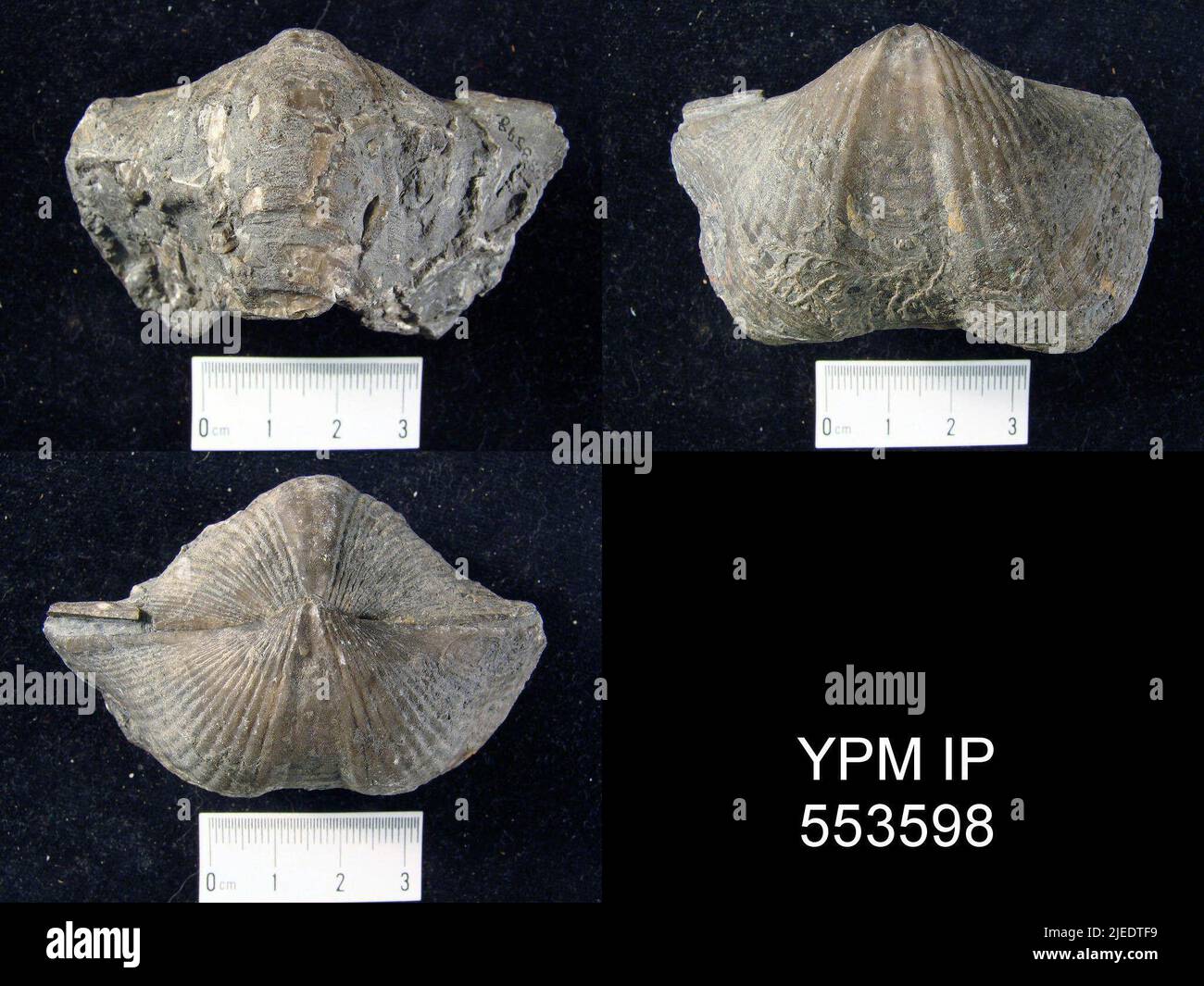 Spirifer granulosus Conrad Stock Photo - Alamy