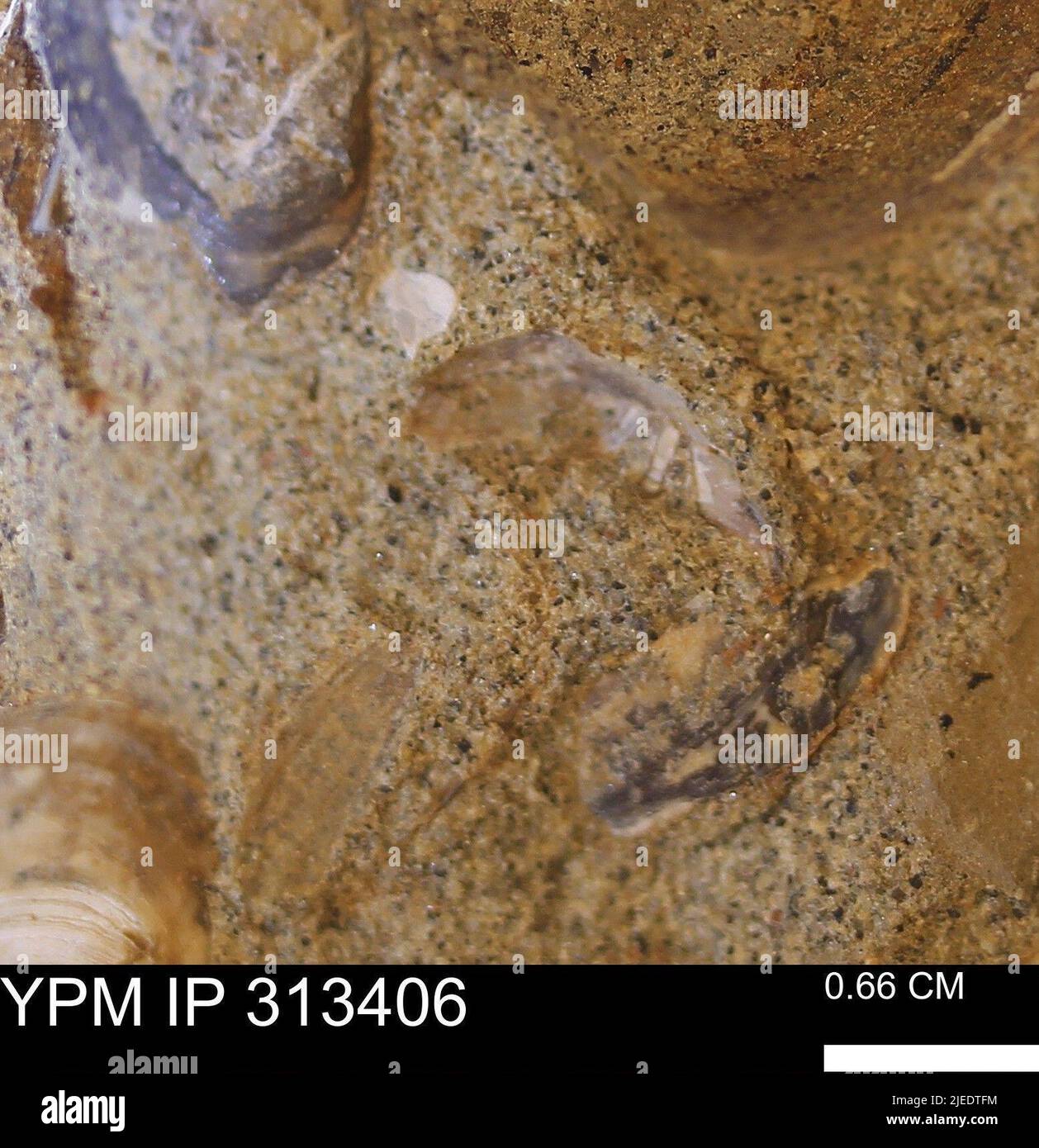 Corbicula sp hi-res stock photography and images - Alamy