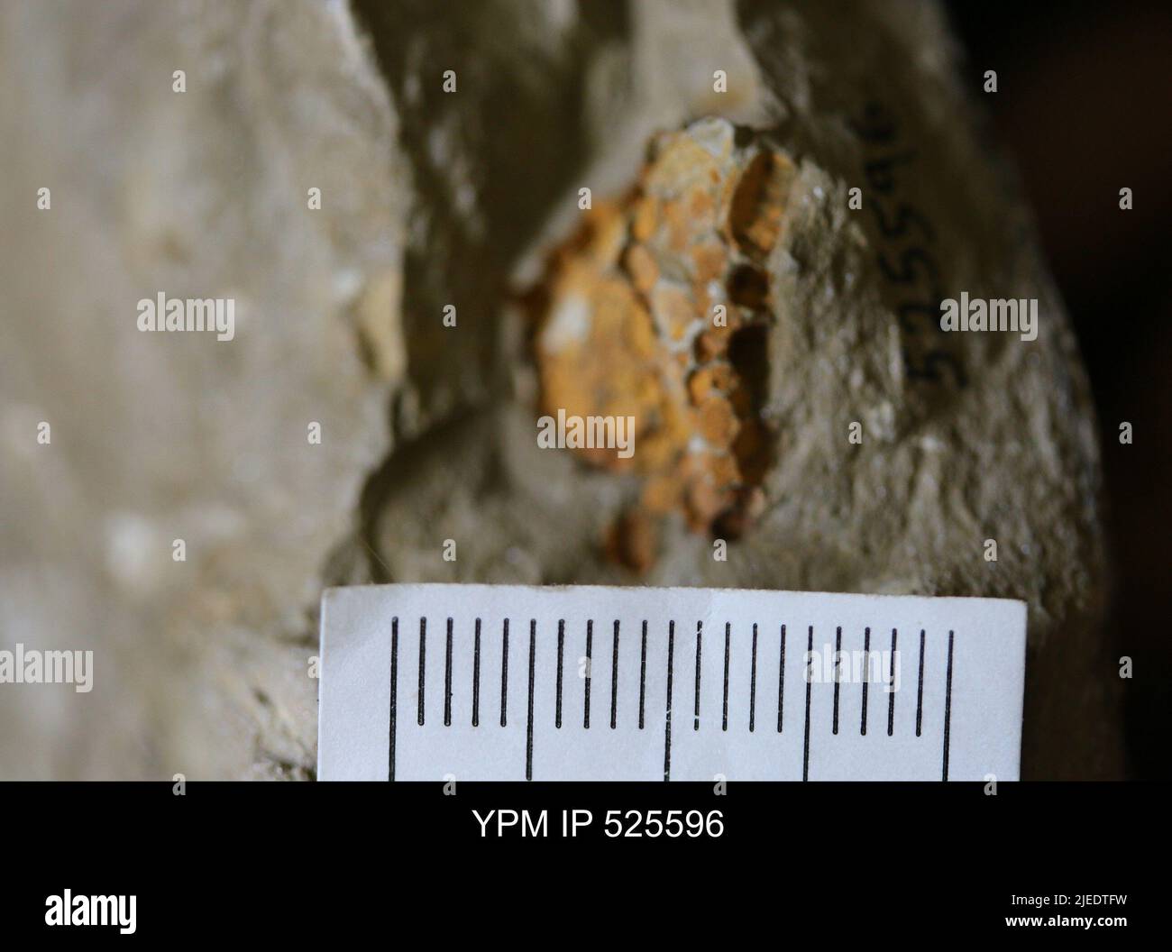 Eocrinoid hi-res stock photography and images - Alamy